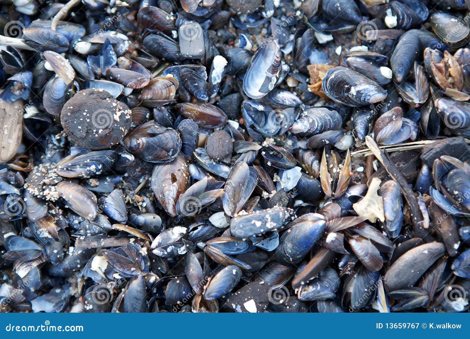 Blue mussel shells stock image. Image of animals, closeup - 13659767
