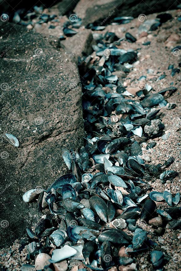 Blue mussel shells stock photo. Image of blue, seashore - 15988016