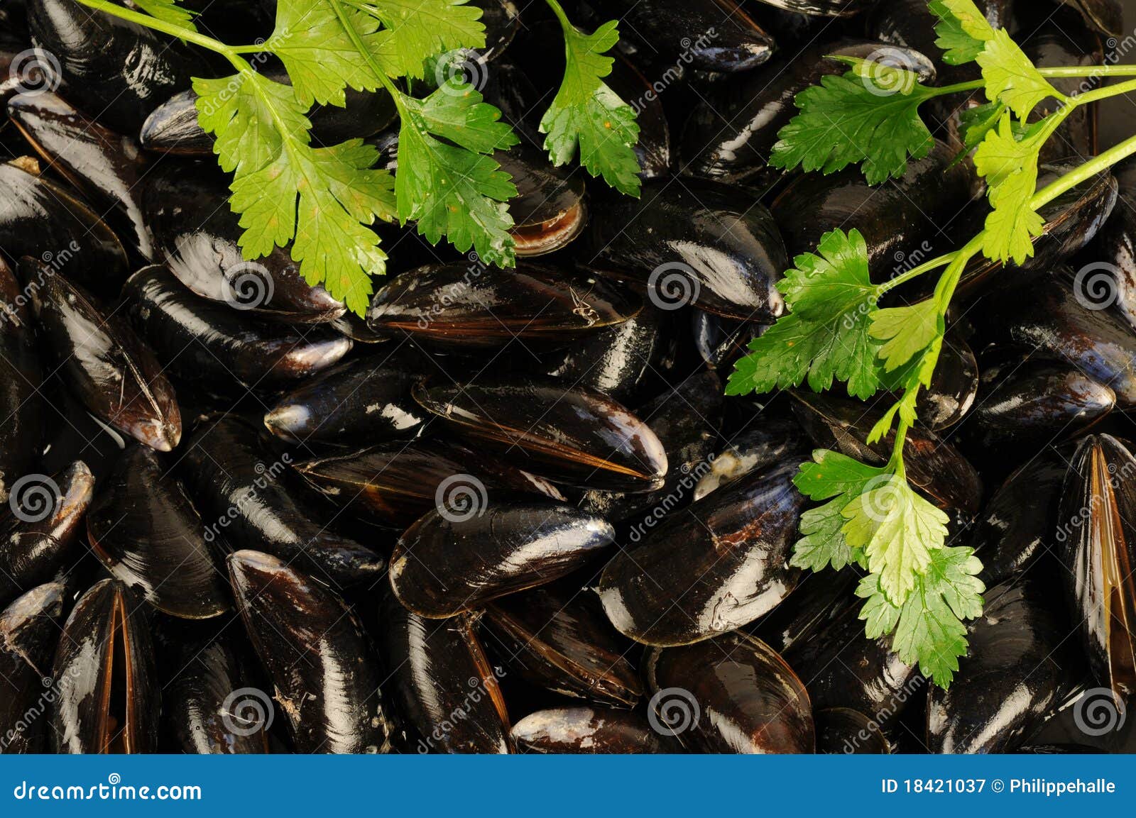 Blue mussels stock image. Image of fresh, seafood, mytilus - 18421037