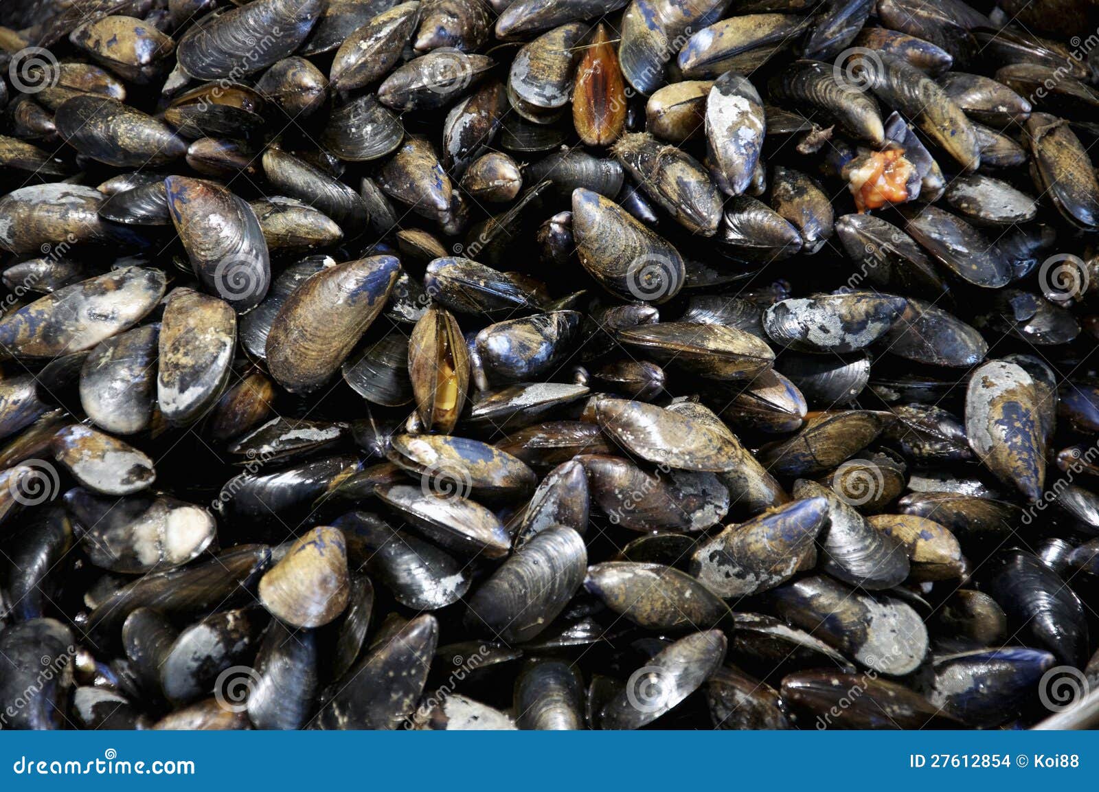 Blue Mussels stock photo. Image of nature, animal, edulis - 27612854