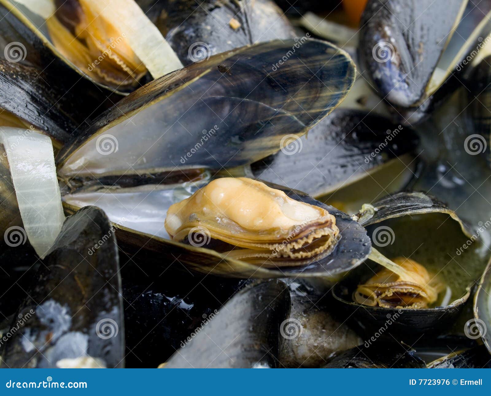 Raw Blue Mussels Living On Rocks Stock Photography | CartoonDealer.com ...