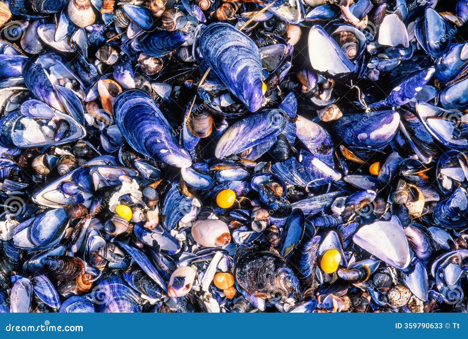 Blue Mussels Or Mytilus Edulis And Little Sacks Of Halosaccion ...