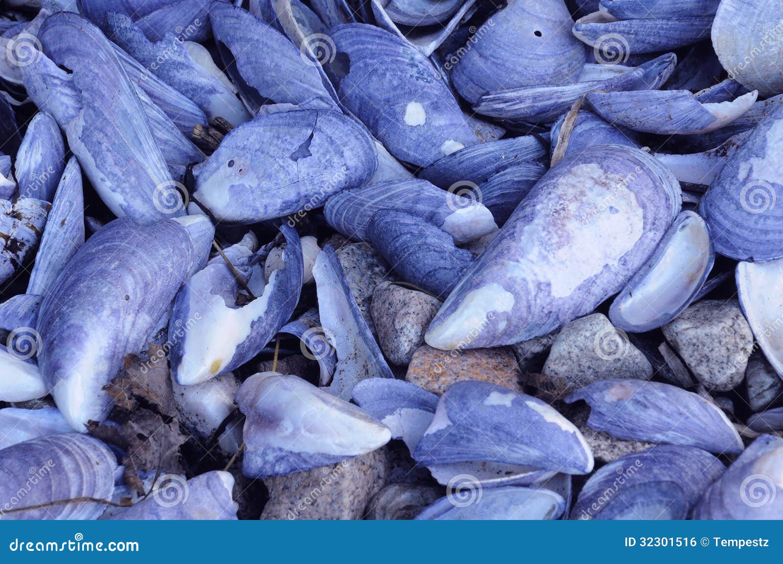 Blue Mussels stock photo. Image of beach, blue, empty - 32301516