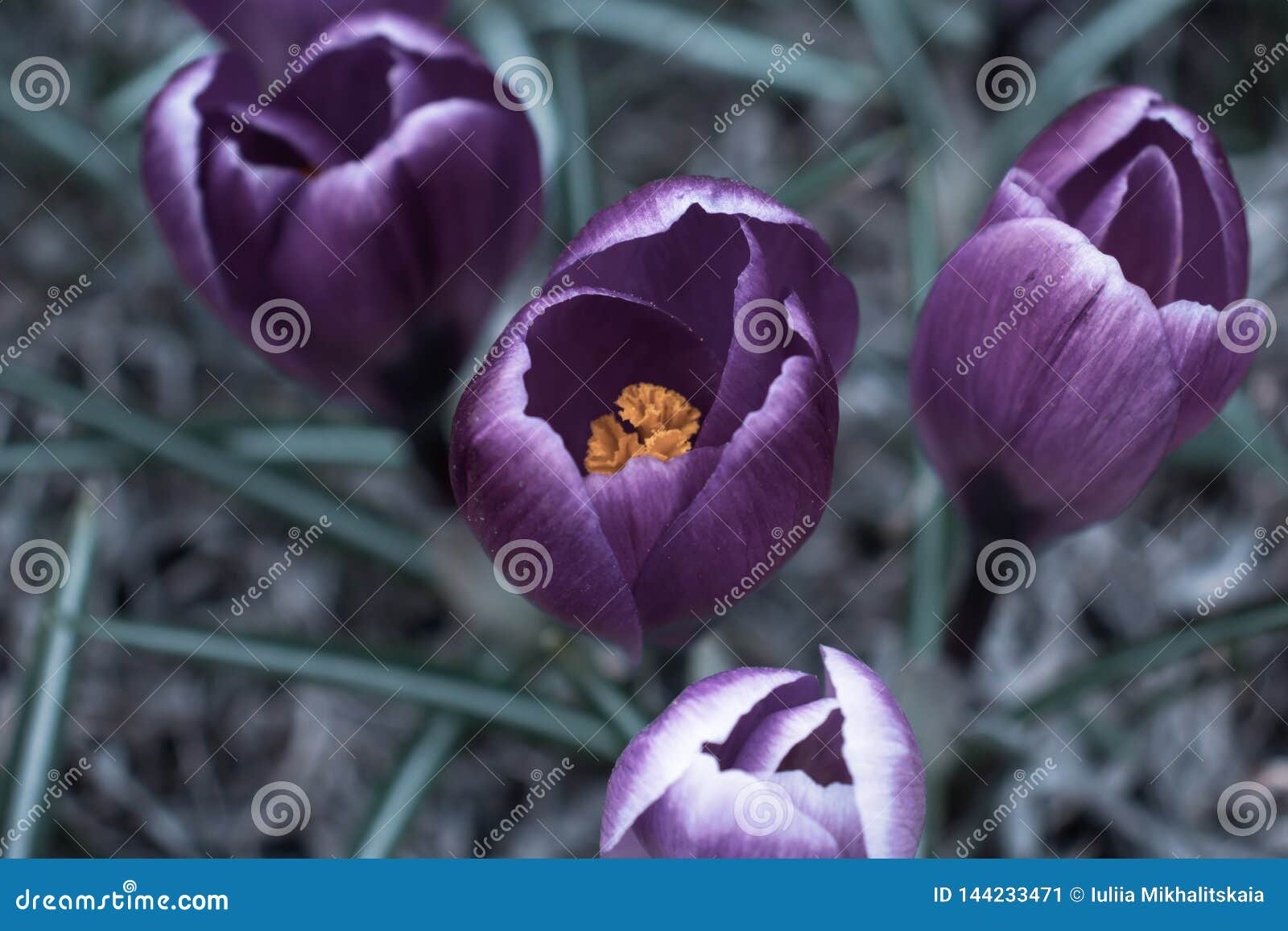Blue Mysterious Crocus Close Up, Melancholic and Enigmatic Flowers ...