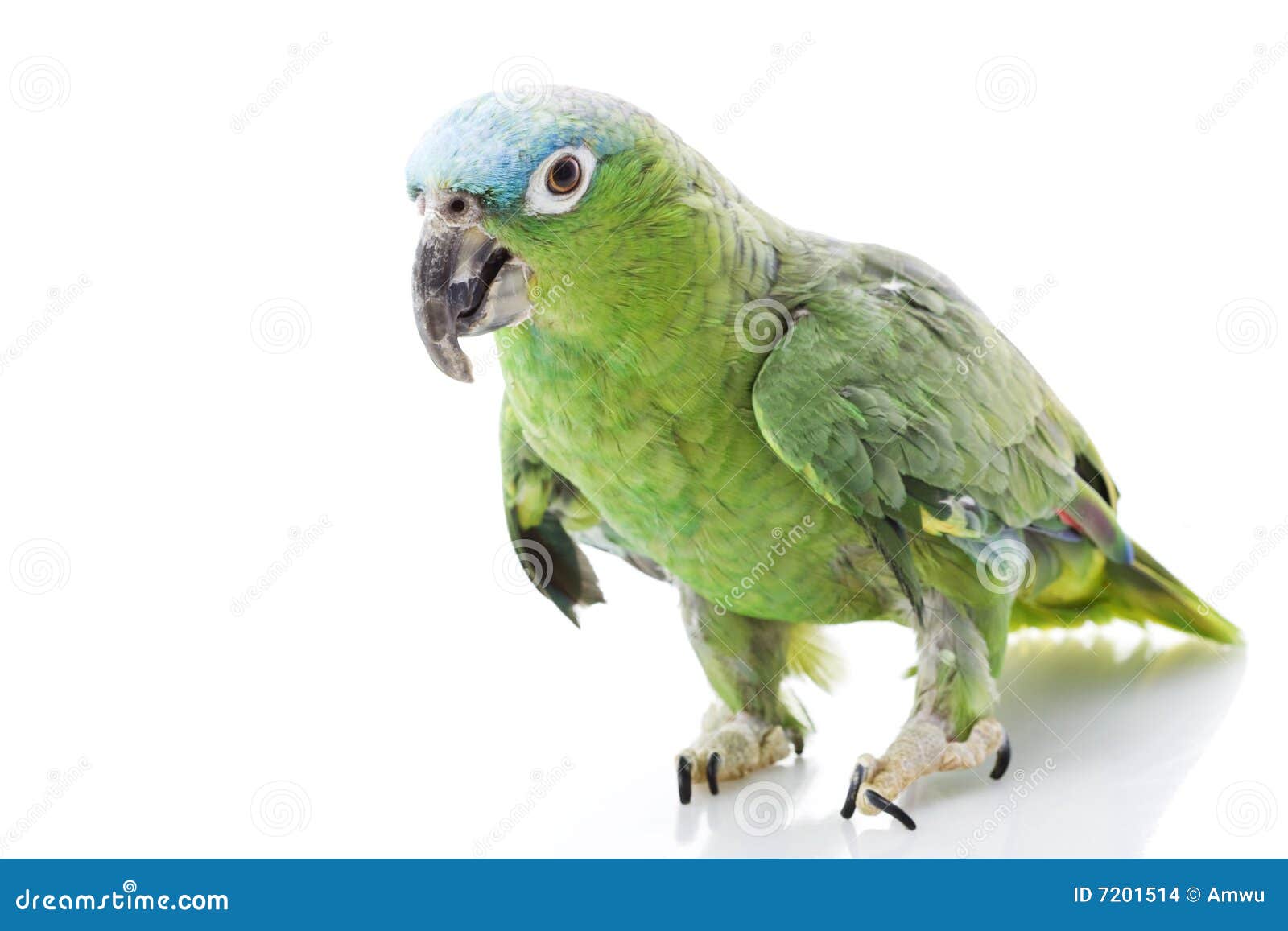 Blue-naped Amazon Parrot stock photo. Image of rare, staring - 7201514