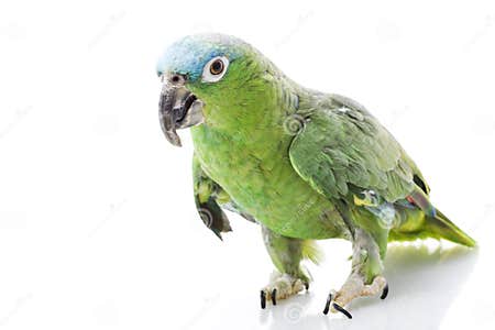 Blue-naped Amazon Parrot stock photo. Image of rare, staring - 7201514