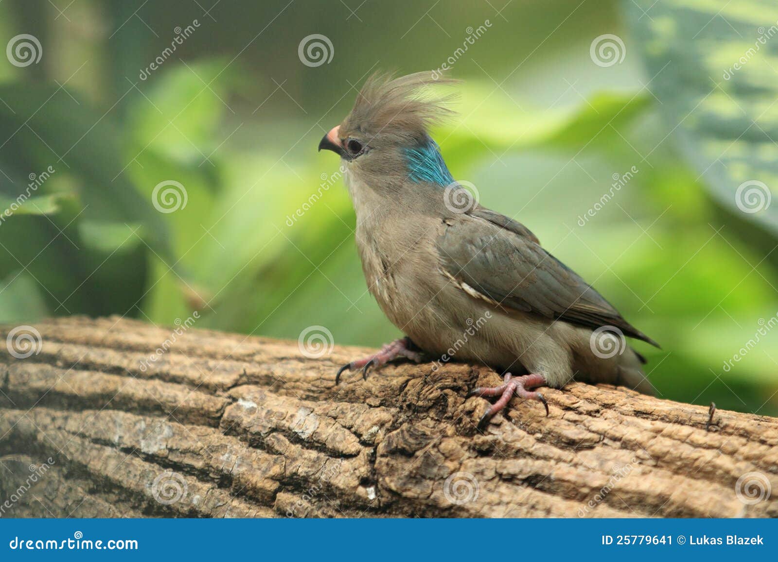 Blue-naped mousebird stock image. Image of tree, urocolius - 25779641