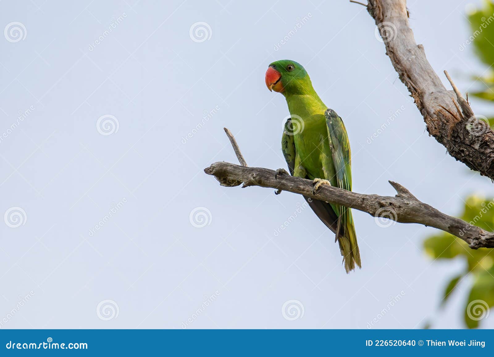 Blue-naped Parrot Perched on the Tree Branch Stock Photo - Image of ...