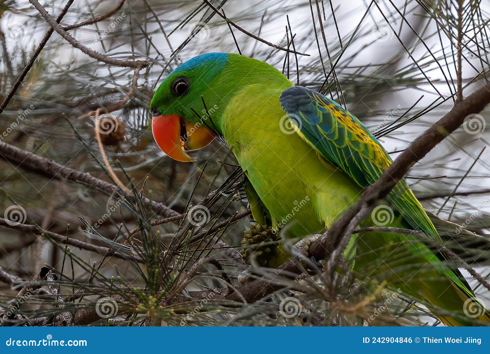 Blue-naped Parrot Perched on the Tree Branch Stock Photo - Image of ...