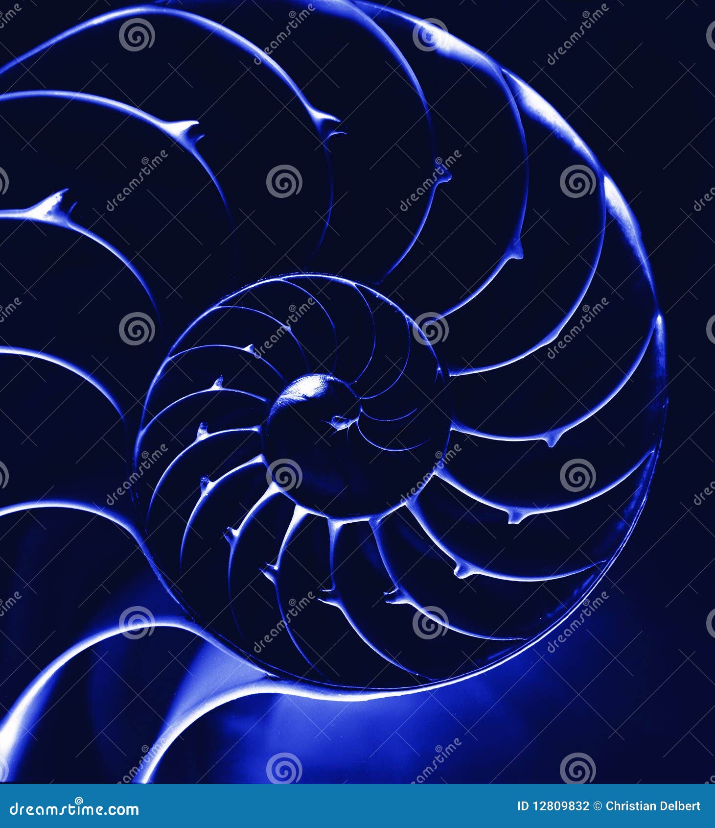 Blue nautilus,closeup stock photo. Image of fossil, seashell - 12809832