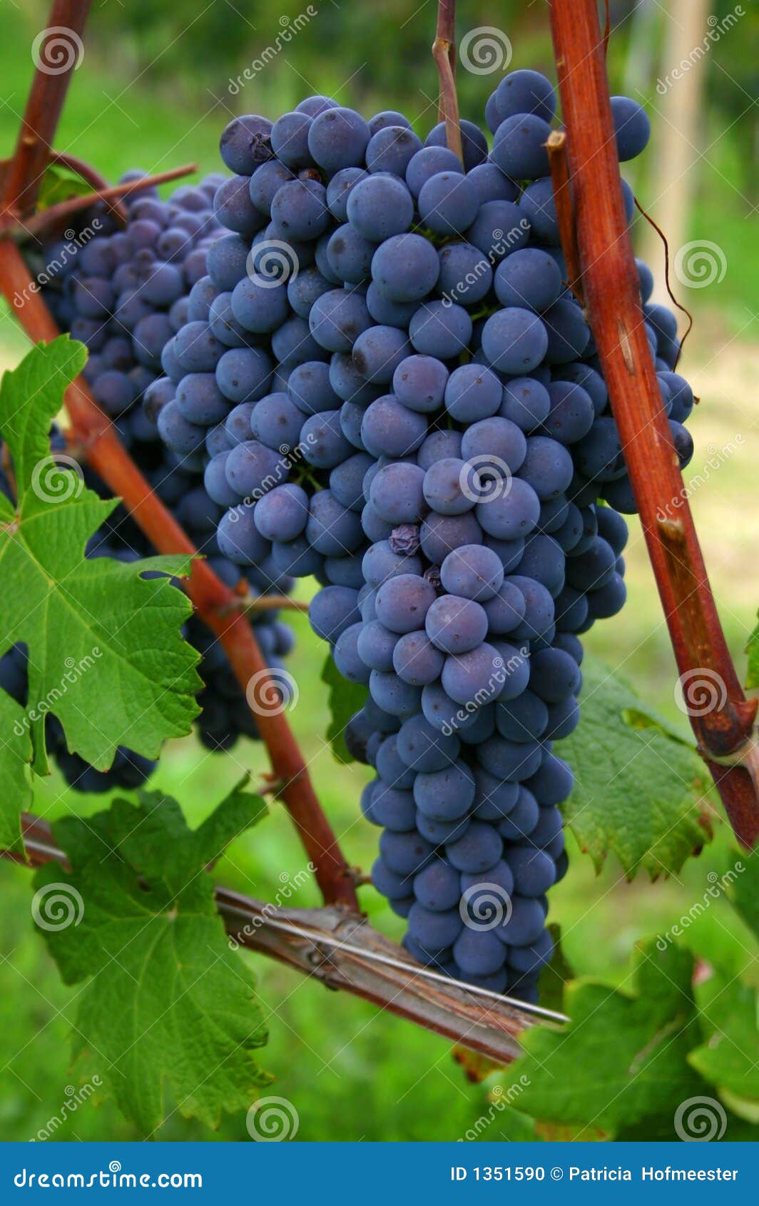 Blue nebbiolo grapes stock photo. Image of vineyard, winemaking - 1351590