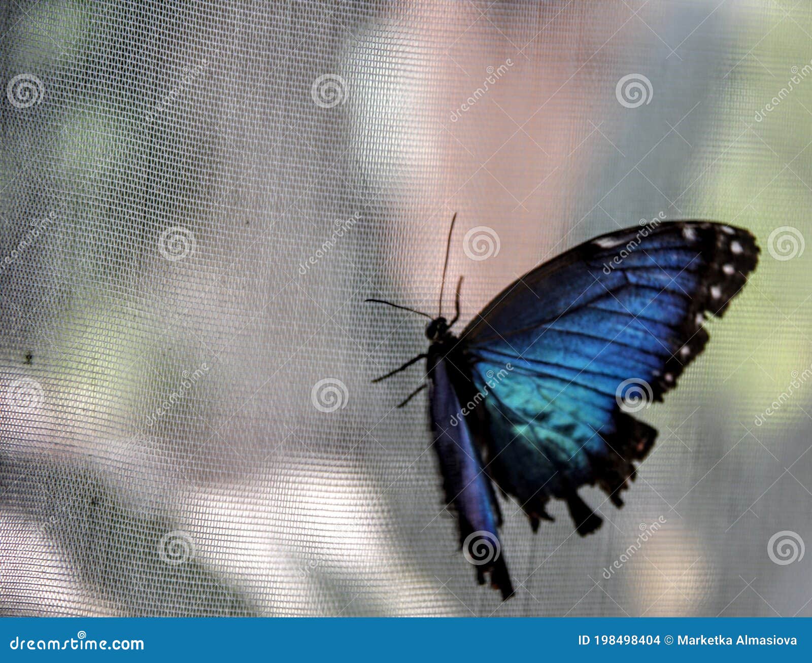 Blue Nice butterfly stock photo. Image of animal, insect - 198498404