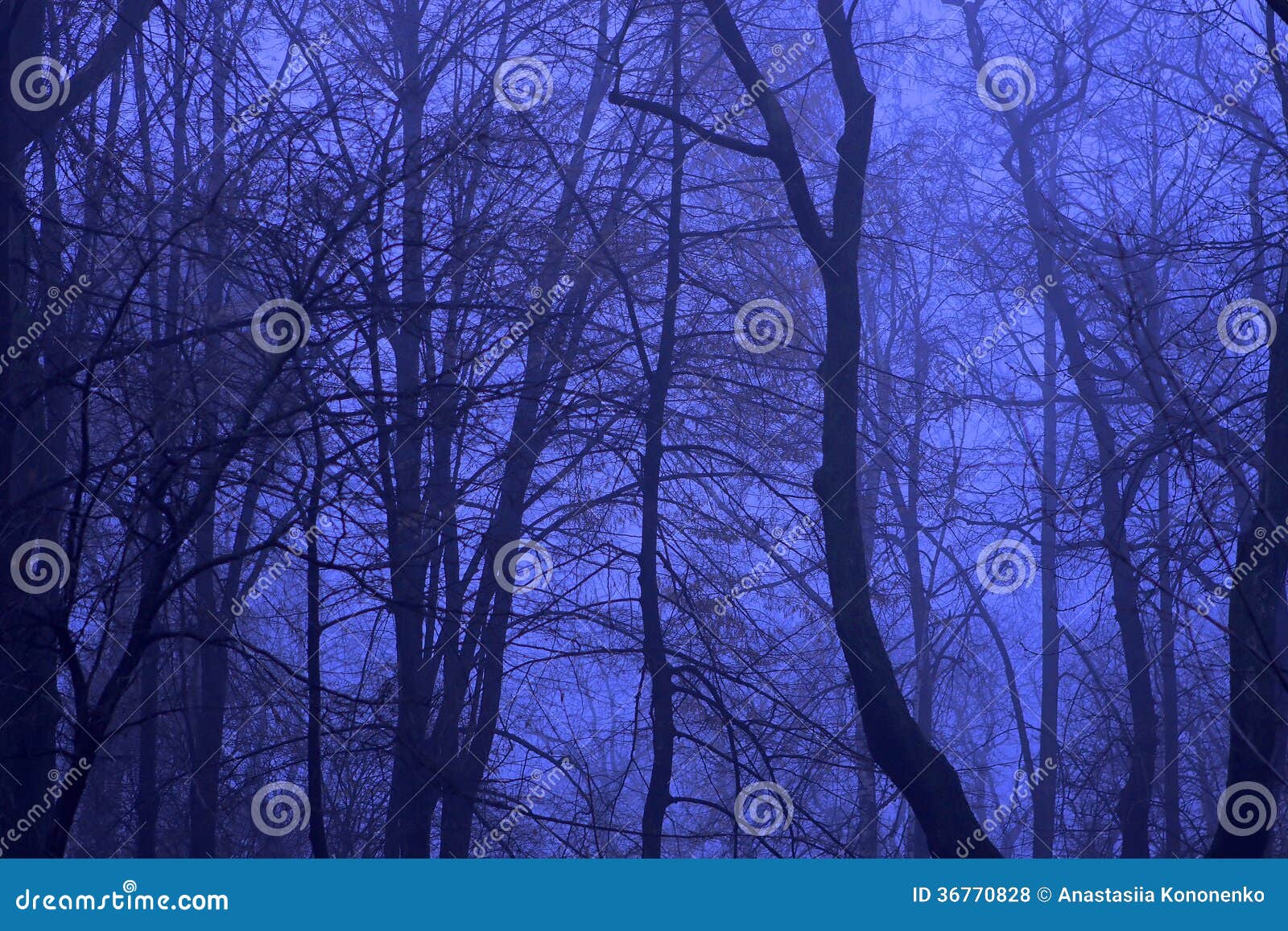 Blue night forest stock photo. Image of night, garden - 36770828