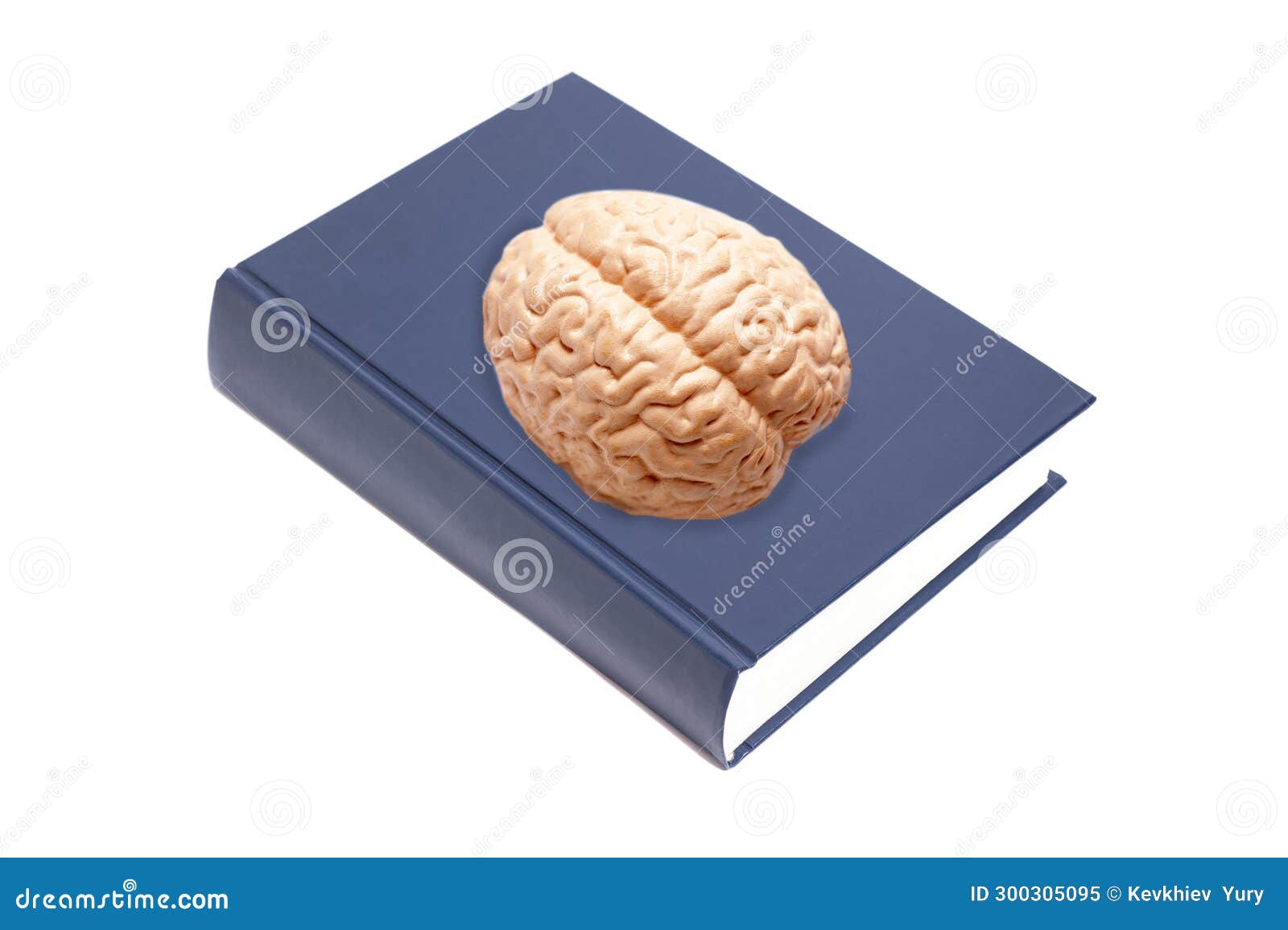 Blue Notebook with Human Brain Anatomical Model Isolated on White ...