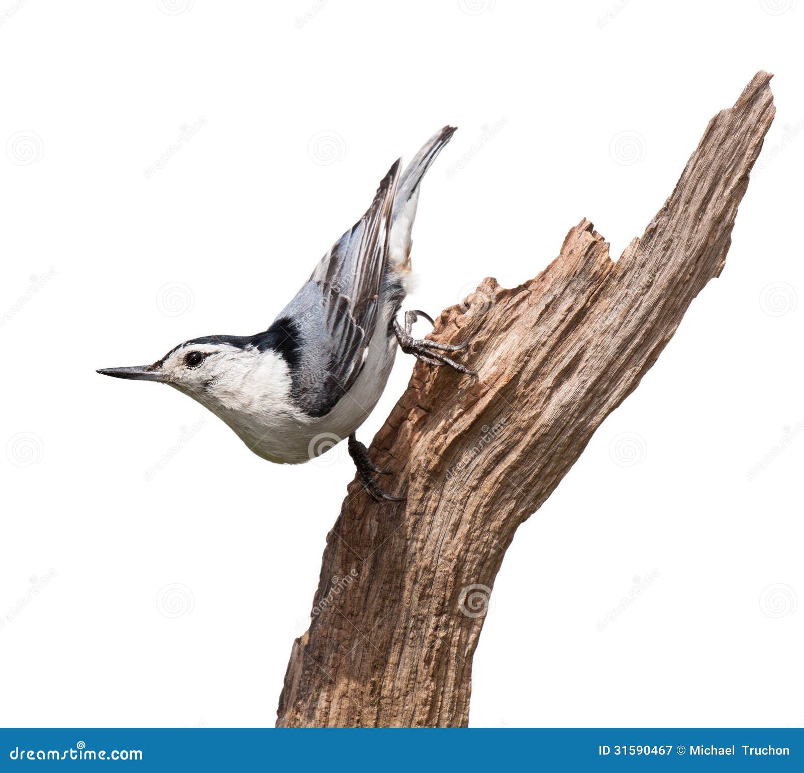 Blue Nuthatch stock image. Image of blue, feather, ornithology - 31590467