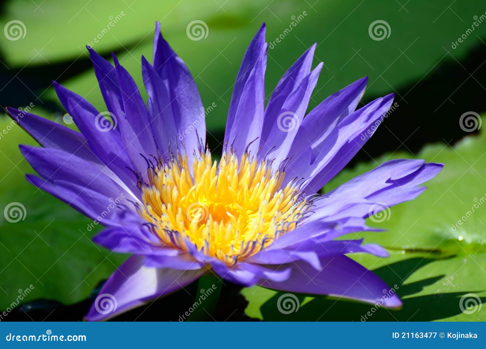 Blue Nymphaea stock image. Image of aqua, flower, nature - 21163477