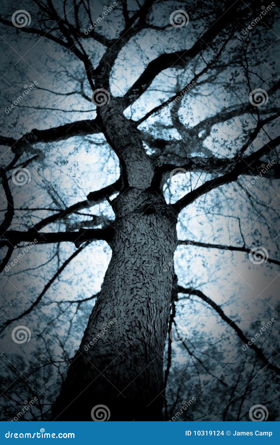 Blue oak tree stock photo. Image of winter, trunk, tree - 10319124