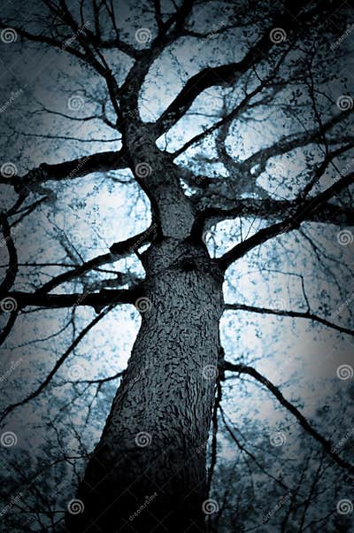 Blue oak tree stock photo. Image of winter, trunk, tree - 10319124