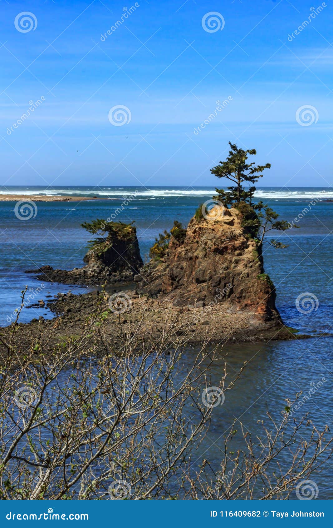 Pine Tree Growing Out of Large Rock Stock Photo - Image of ocean, blue ...