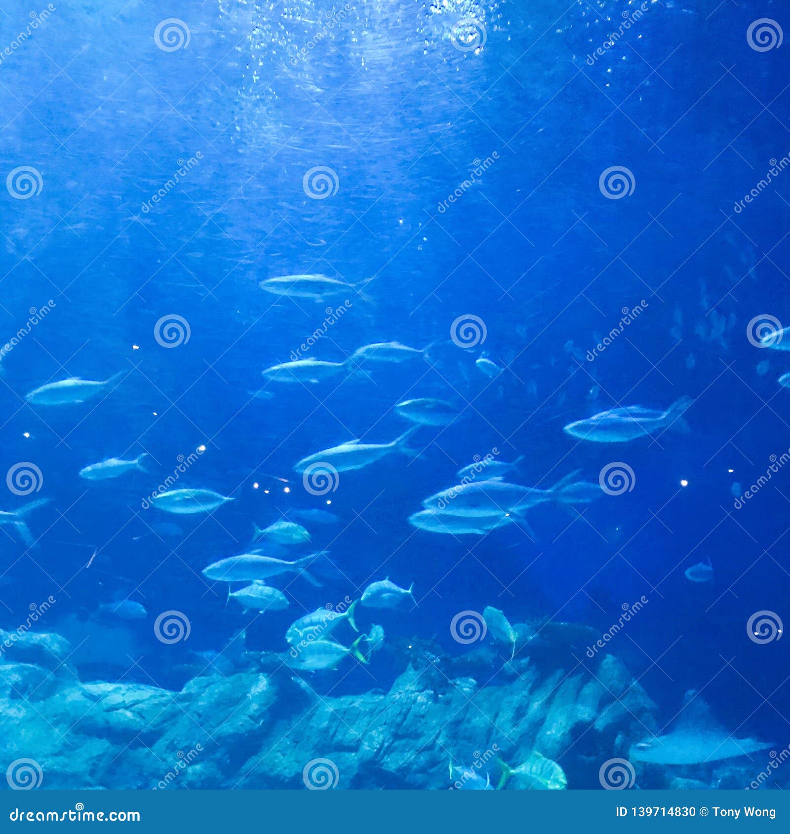Blue ocean stock photo. Image of deep, blue, beautiful - 139714830