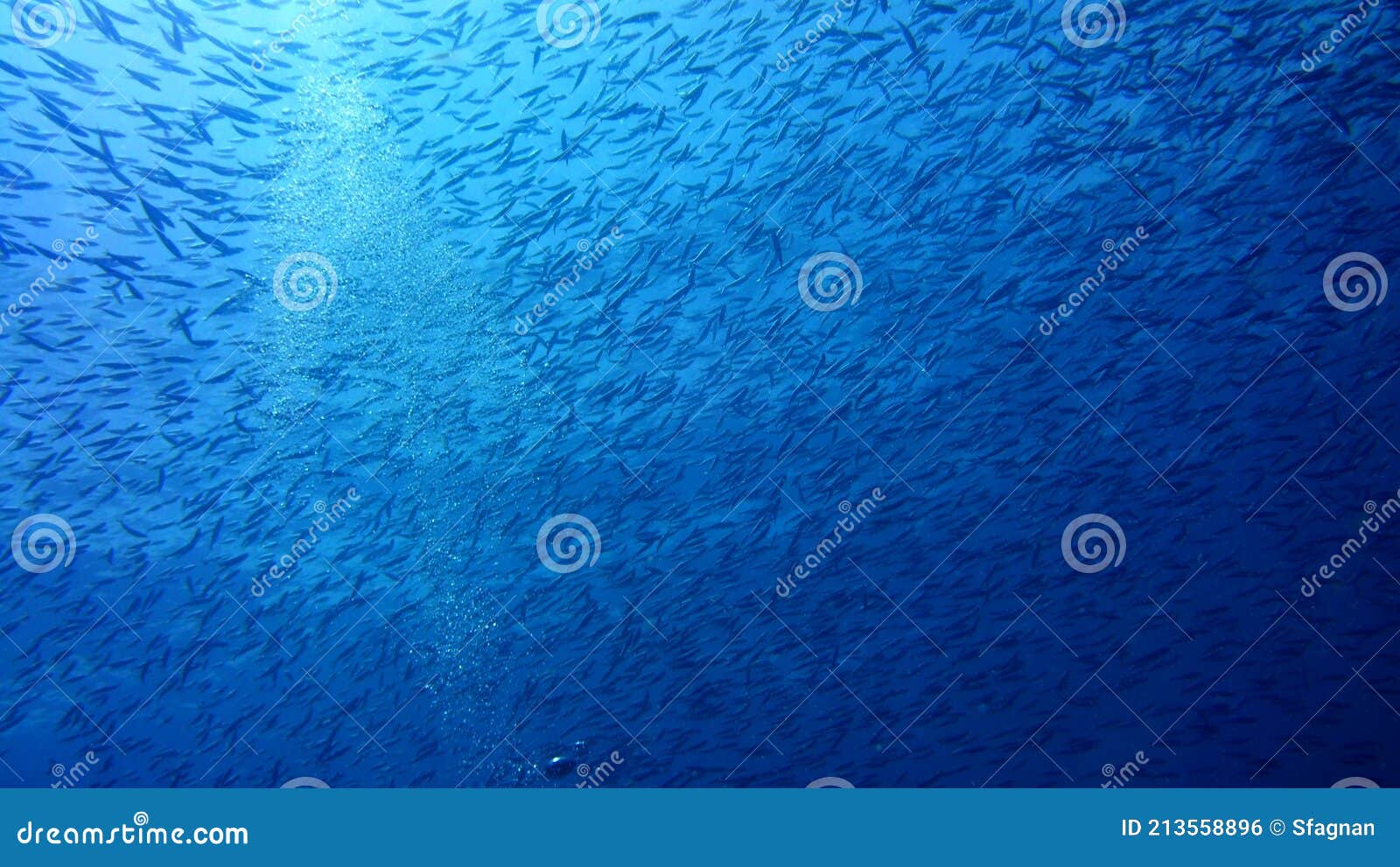 Blue Ocean Fish and Bubbles Background Stock Photo - Image of looking ...