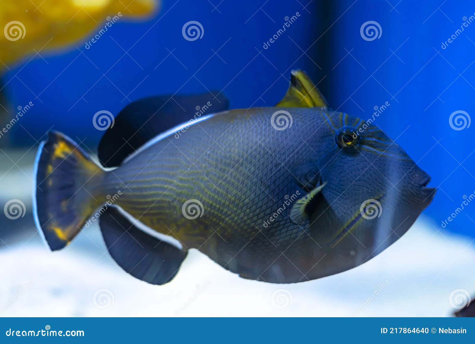 Blue Ocean Fish Surgeon in a Marine Aquarium Stock Photo - Image of ...