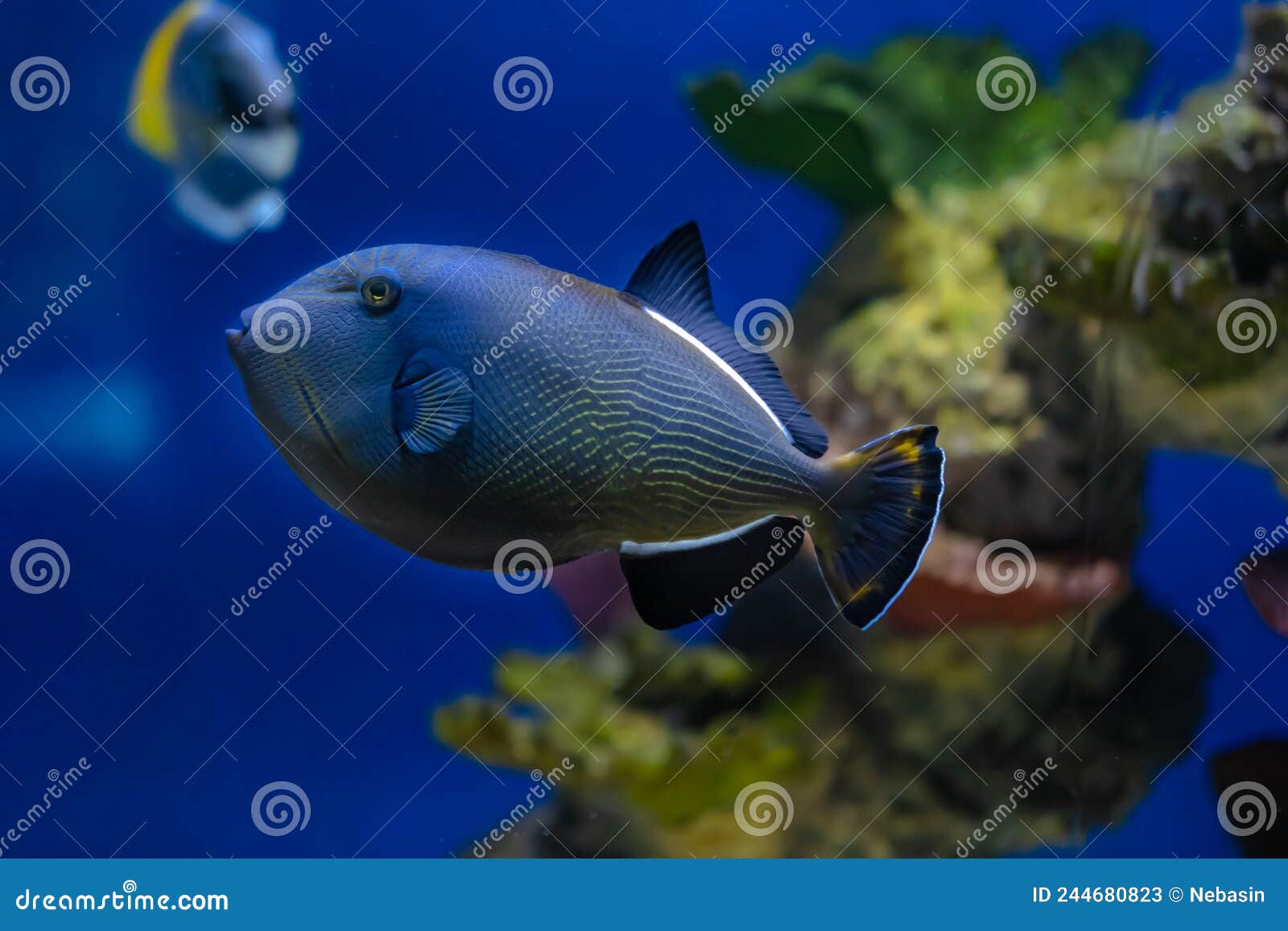 Blue Ocean Fish Surgeon in a Marine Aquarium Stock Image - Image of ...
