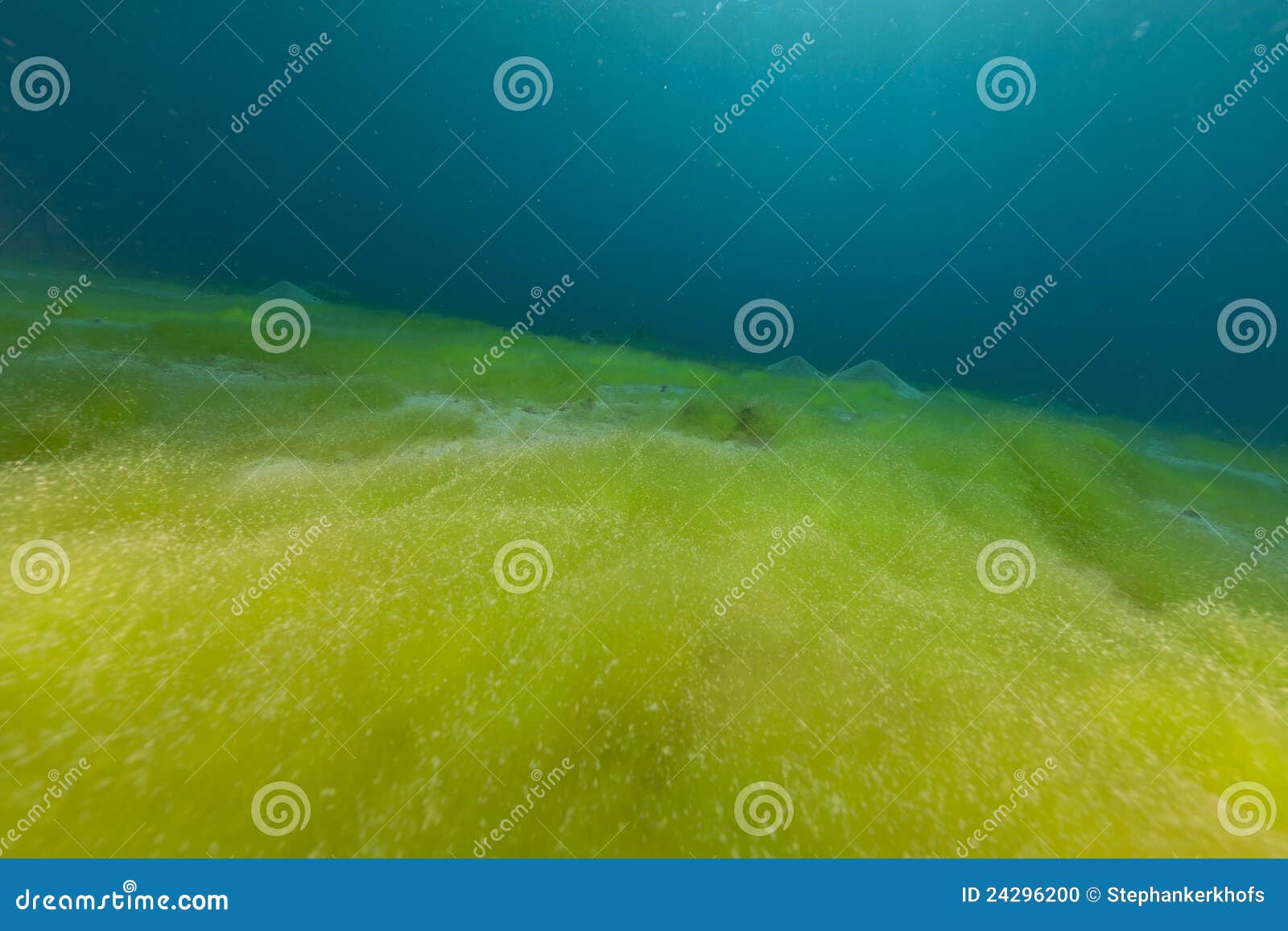 Blue Ocean, Sandy Bottom and Algae in the Red Sea. Stock Photo - Image ...