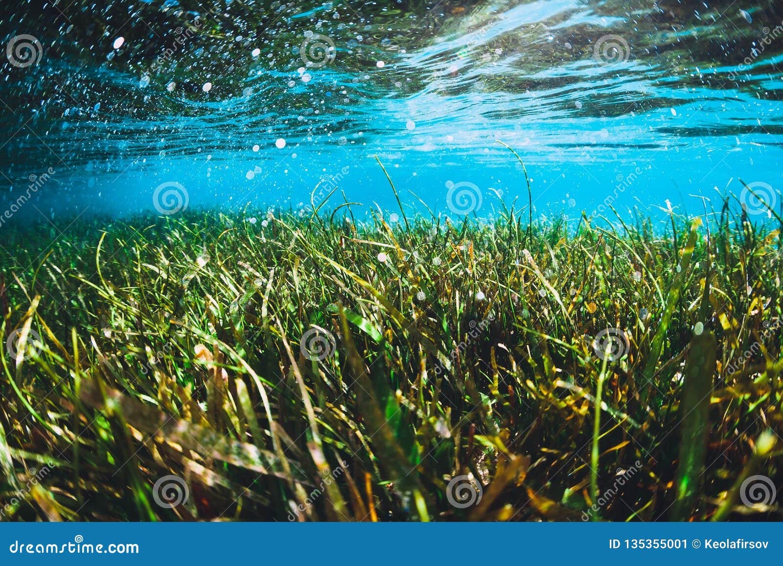 Blue Ocean with Sea Weed and Waves in Underwater Stock Image - Image of ...