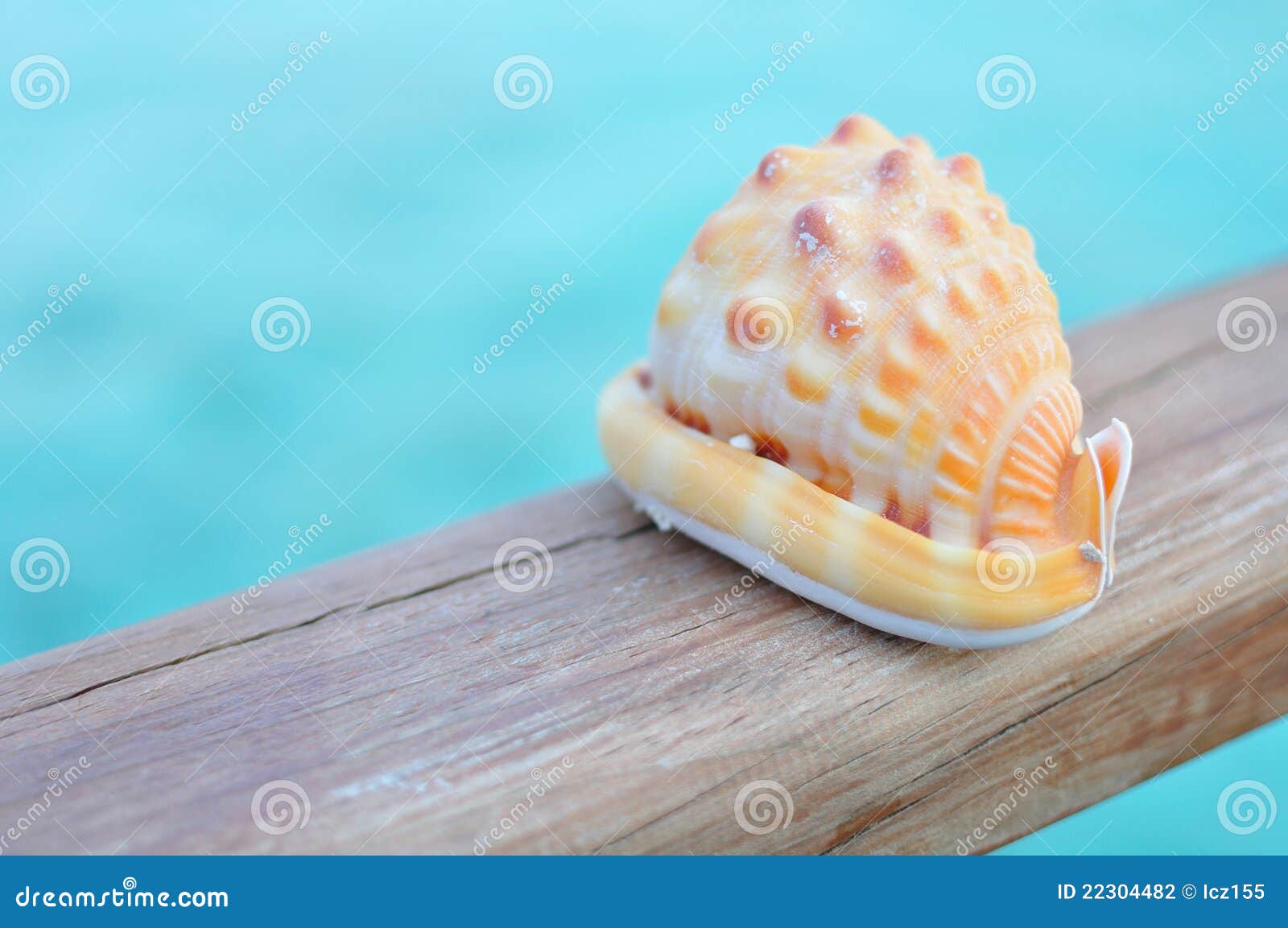 Blue ocean seashell stock photo. Image of seashell, vacation - 22304482