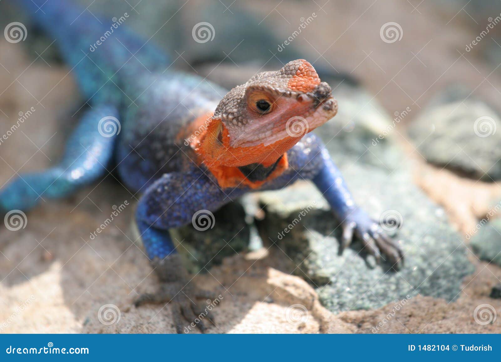 Blue and Orange Agama Lizard Stock Photo - Image of basking, colourful ...