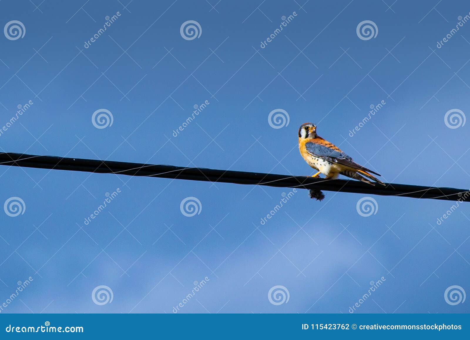 Blue And Orange Bird On Cord Picture. Image: 115423762