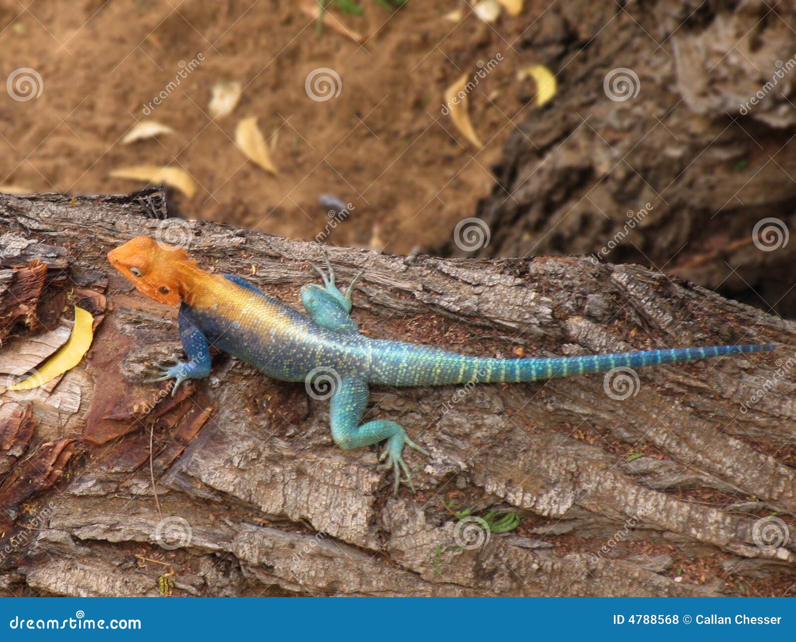 Blue And Orange Lizard Royalty Free Stock Photos - Image: 4788568