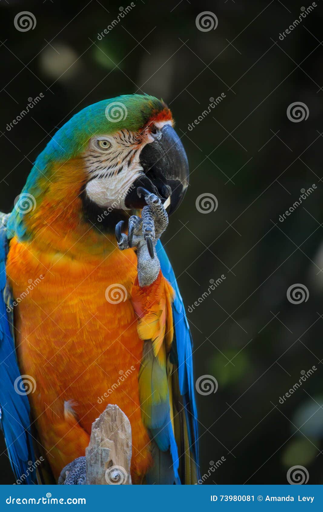 Blue and orange macaw stock image. Image of wild, bird - 73980081