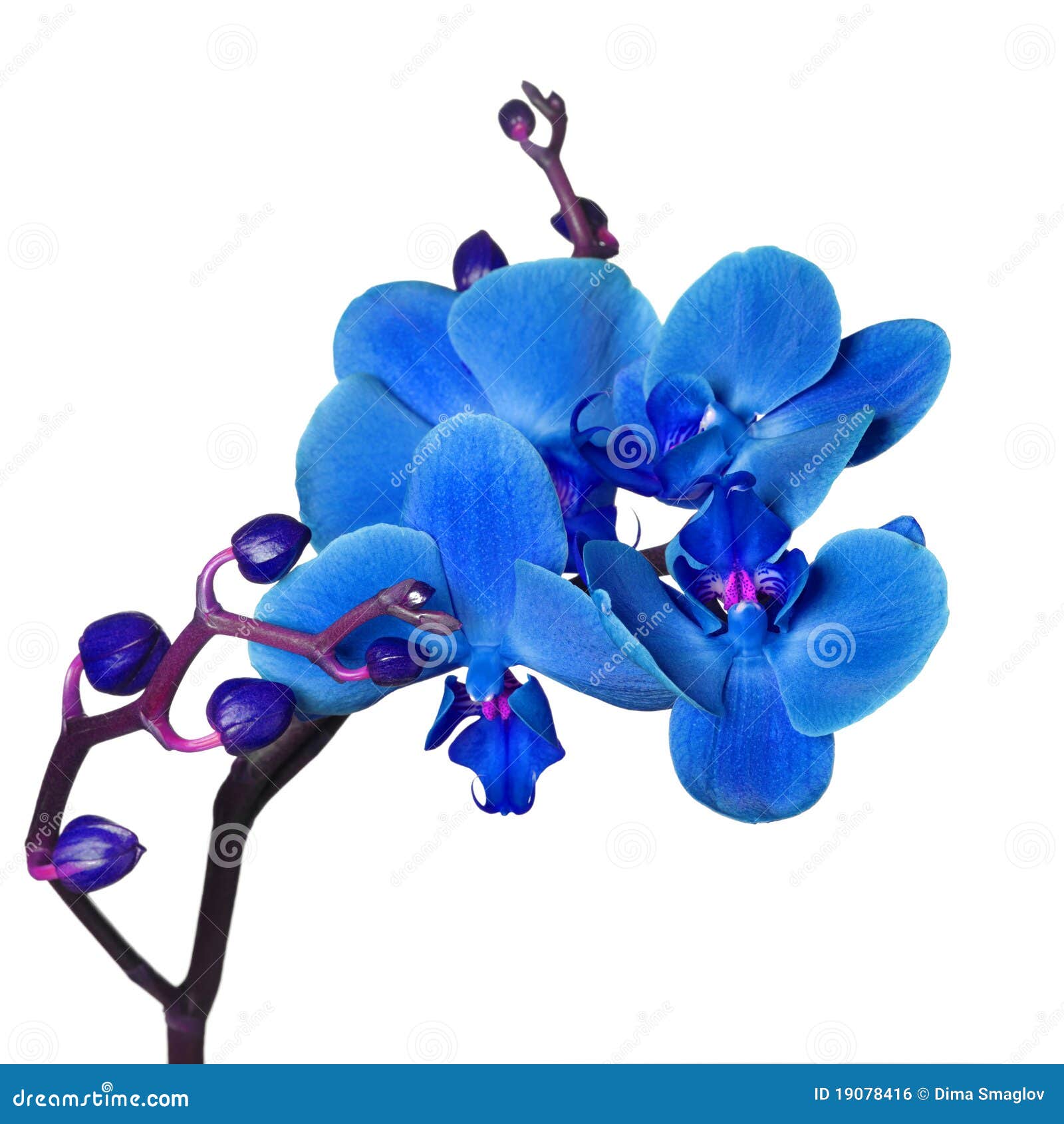 Blue orchid stock photo. Image of floral, stem, phalaenopsis - 19078416