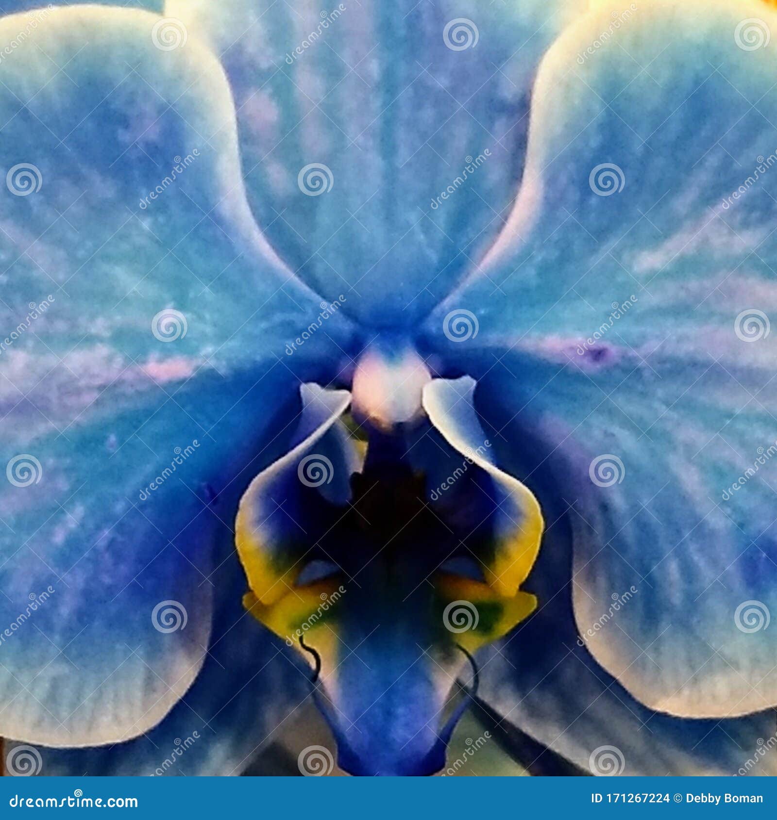 Blue Orchid Abstract stock photo. Image of homage, keefe - 171267224