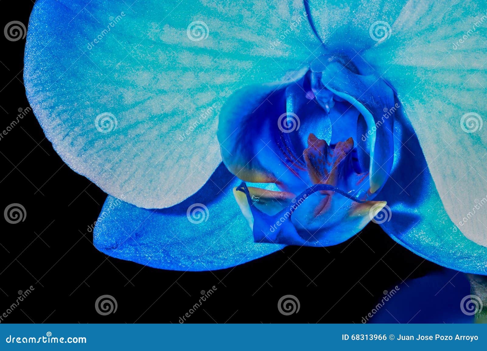Blue orchid flower stock photo. Image of beauty, blossom - 68313966