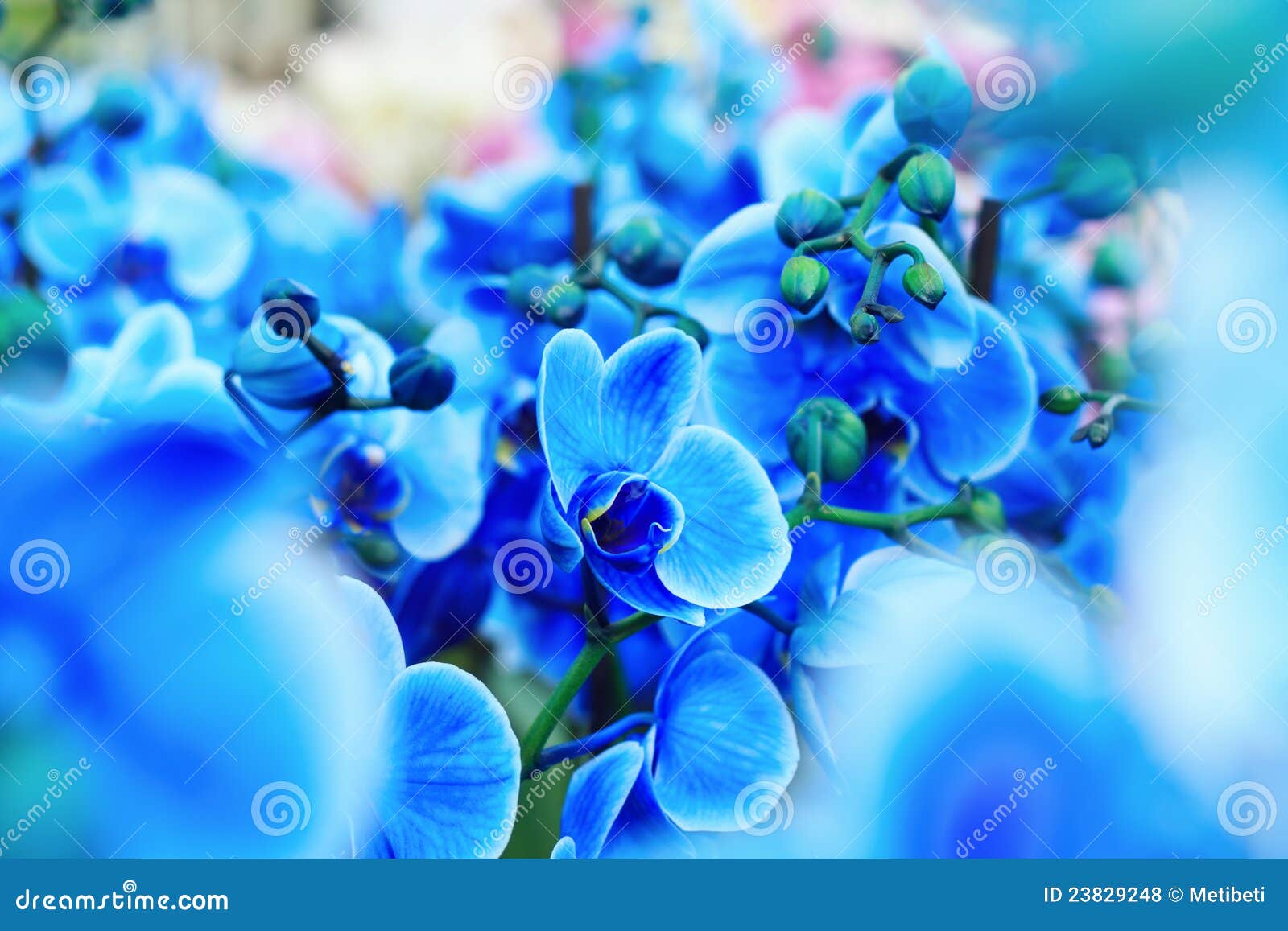 Blue Orchids stock photo. Image of exhibition, fragility - 23829248