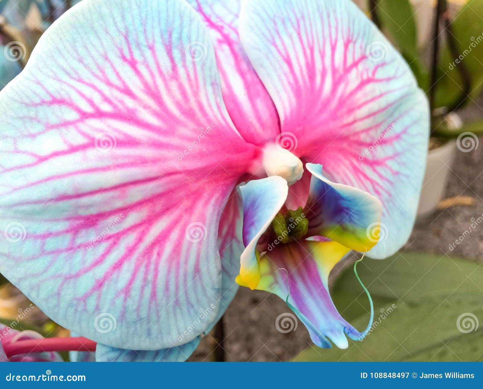 Blue Orchids stock image. Image of forest, exotic, culture - 108848497