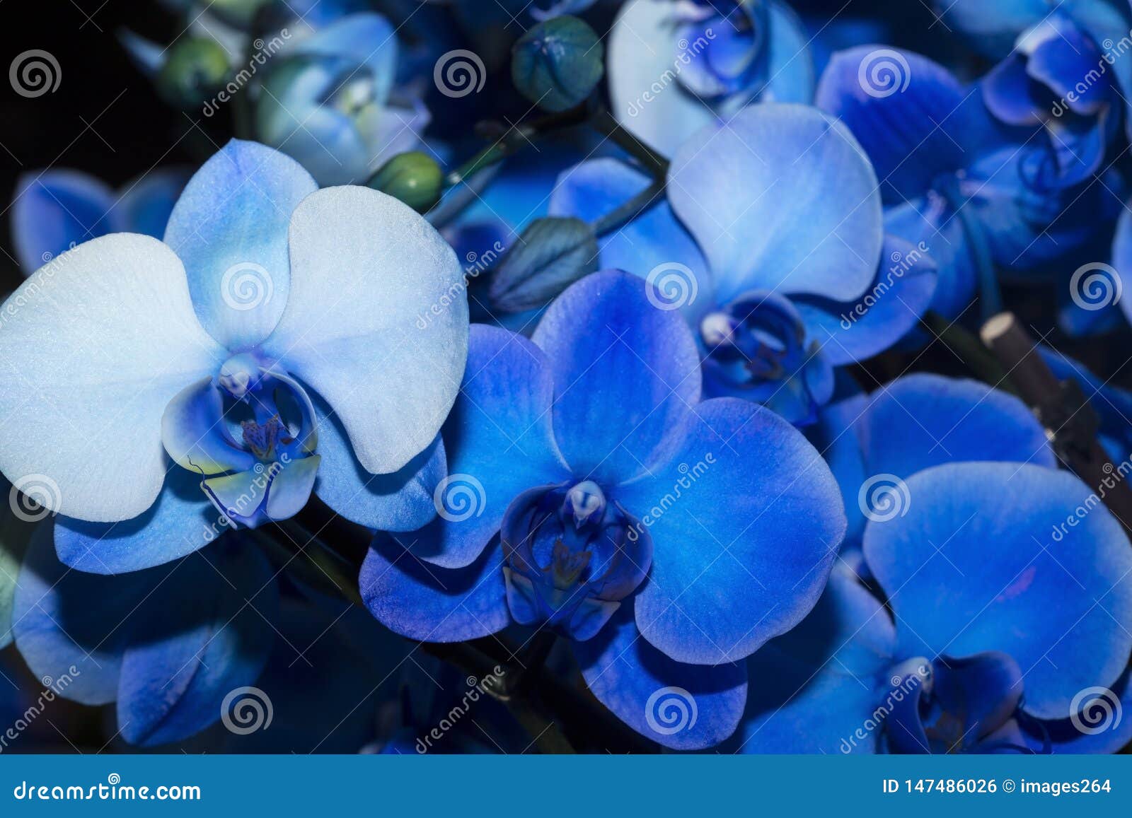 Blue orchids stock photo. Image of botany, house, flora - 147486026