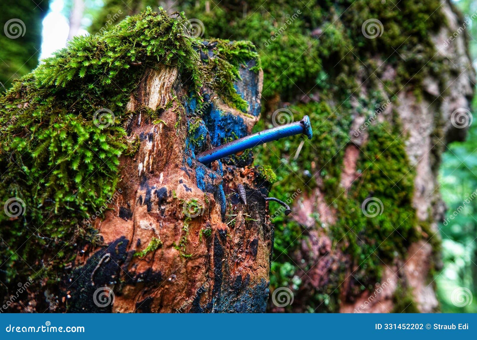Blue Painted Nail Hammered into a Tree Trunk Stock Photo - Image of ...