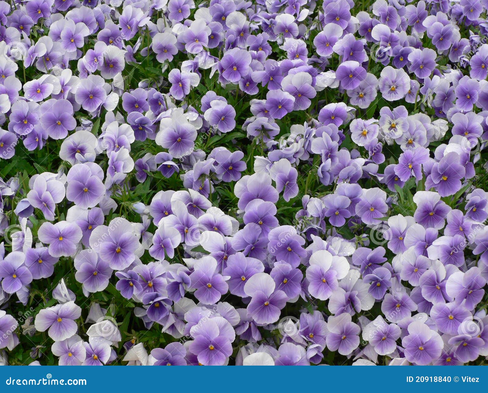 Blue pansies stock photo. Image of lovely, blue, spring - 20918840