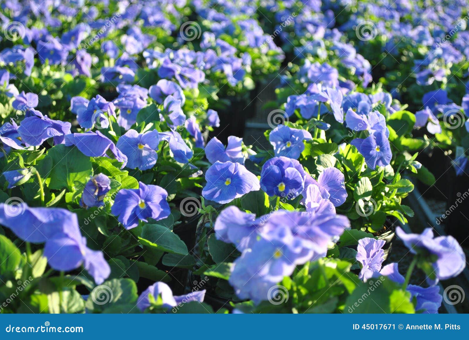 Blue pansies stock image. Image of blue, market, nursery - 45017671