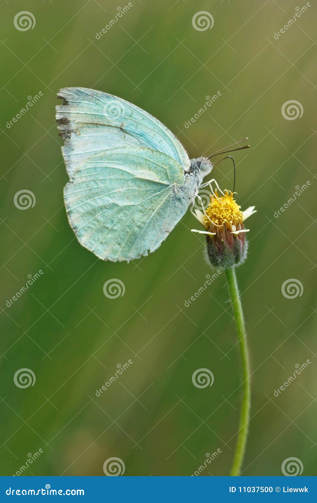 Blue pansy stock photo. Image of junonia, wildlife, closeup - 11037500
