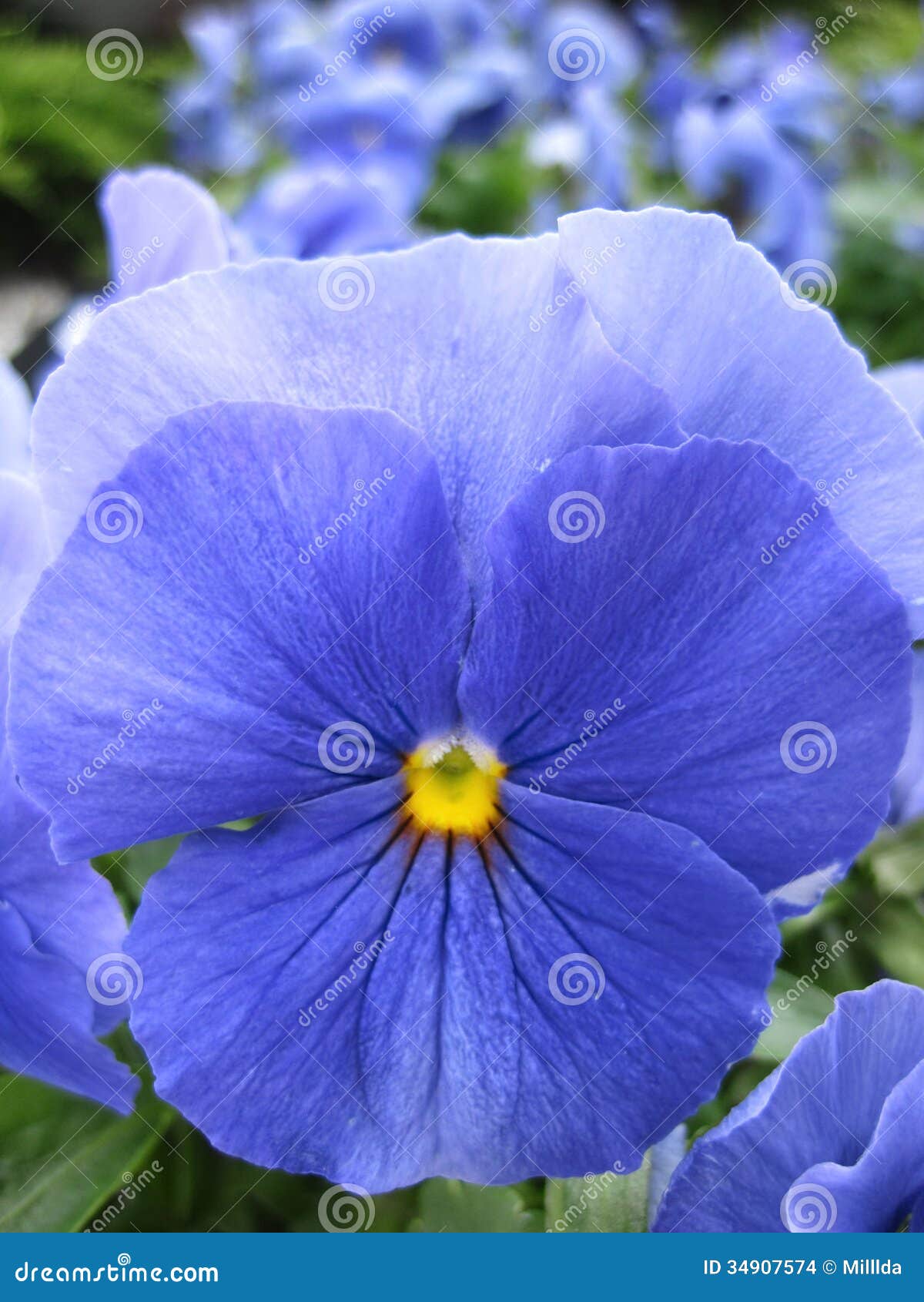 Blue pansy stock photo. Image of closeup, bloom, card - 34907574