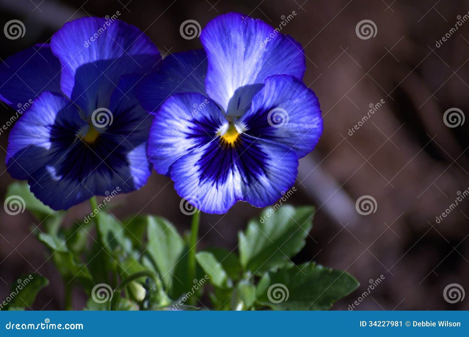 Blue Pansy stock image. Image of flower, flowers, green - 34227981