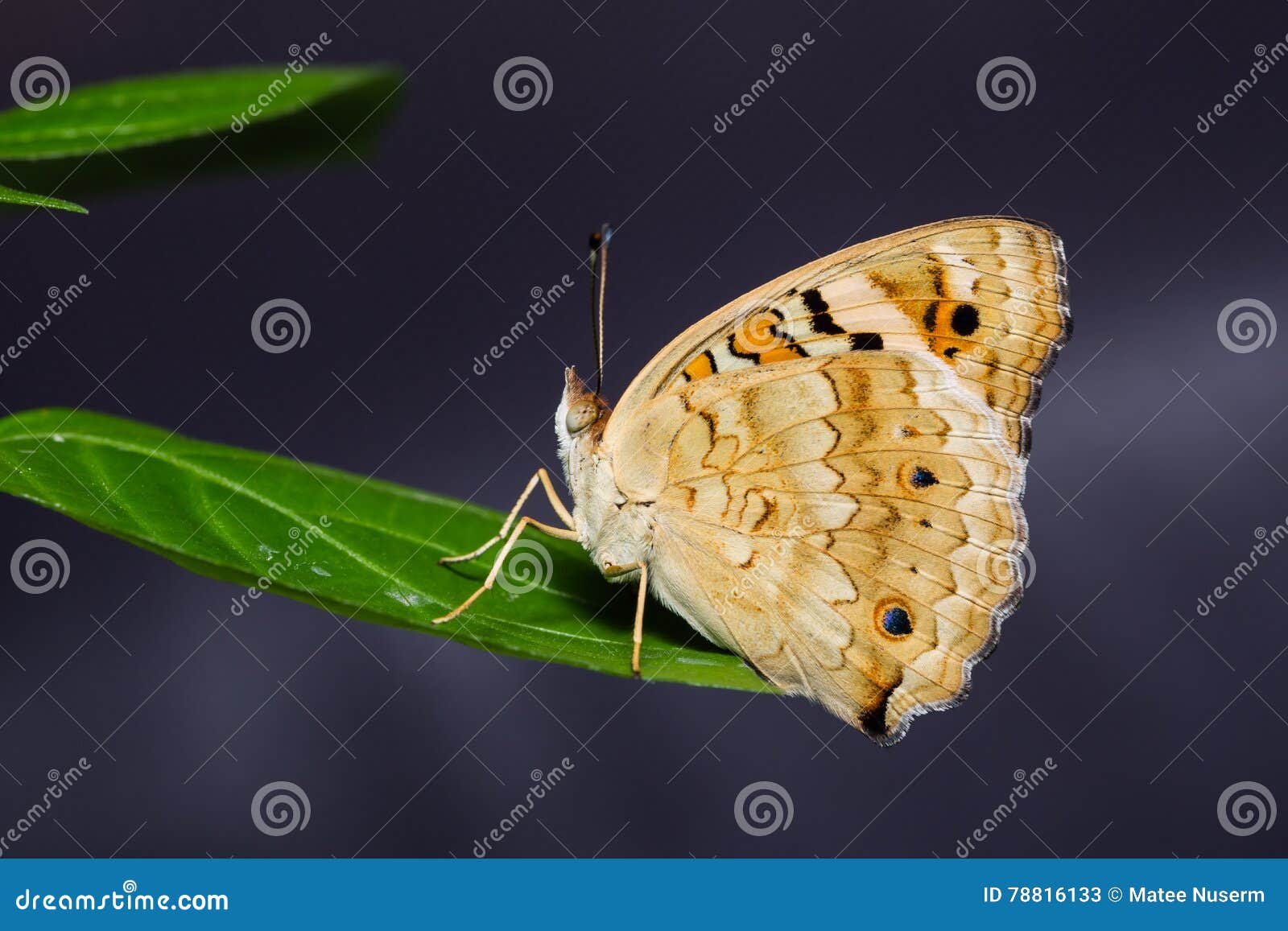 Blue pansy butterfly stock image. Image of close, junonia - 78816133