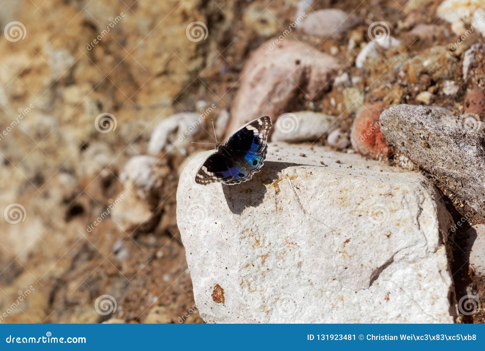 Blue Pansy Butterfly Junonia Orithya Stock Image - Image of insect ...
