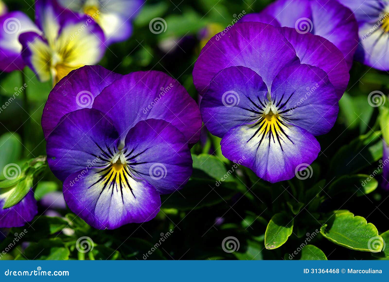 Blue pansy stock photo. Image of beauty, floral, close - 31364468
