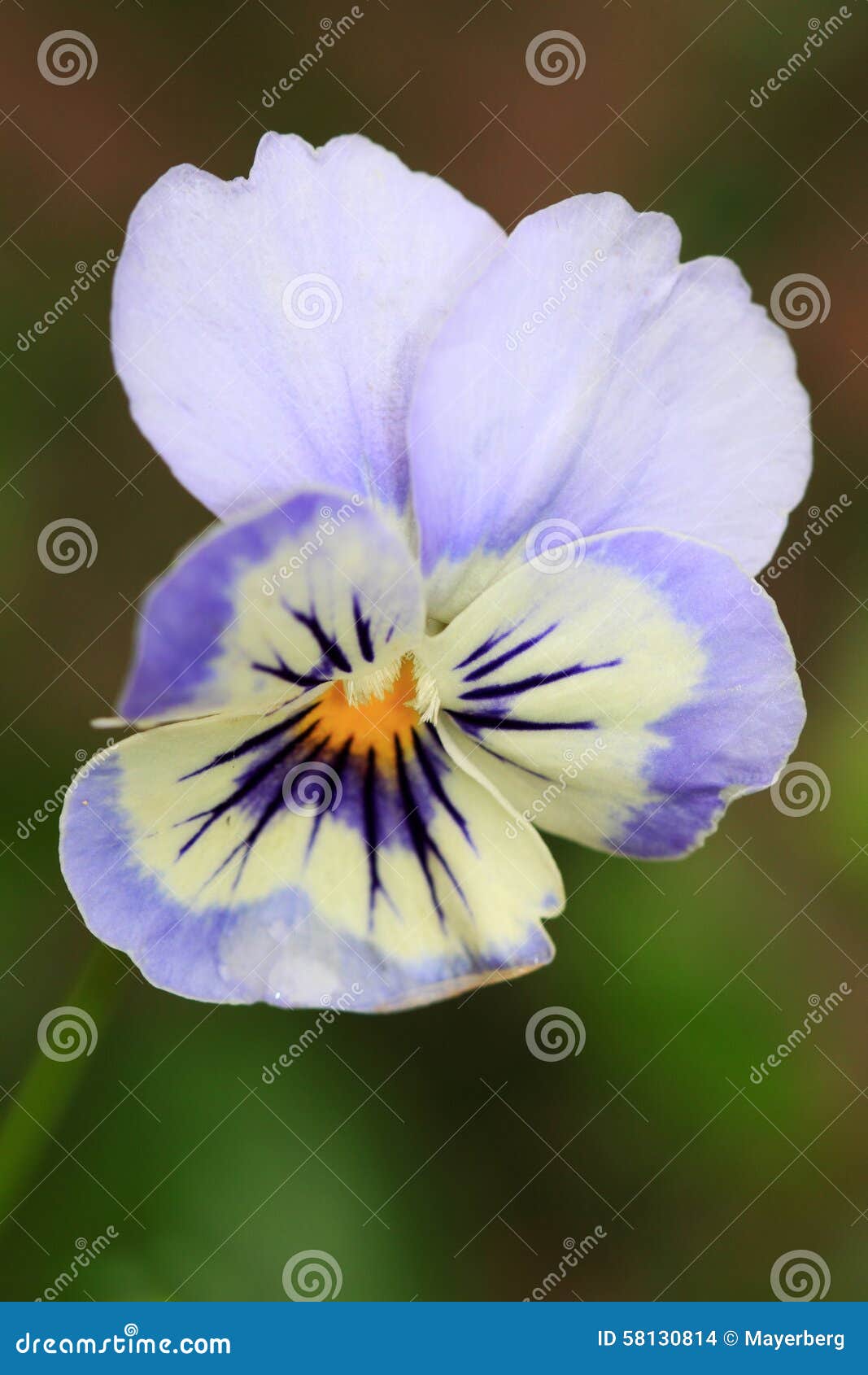 Blue pansy stock photo. Image of outdoors, bloom, garden - 58130814